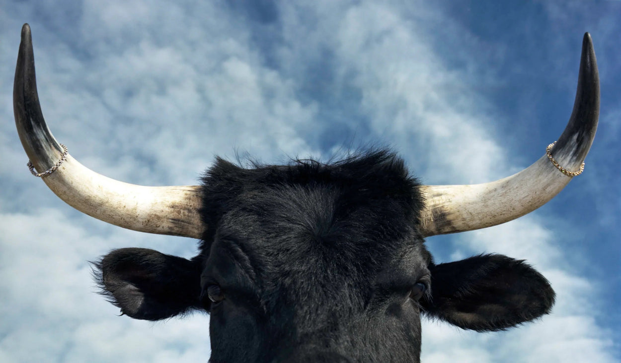 OX